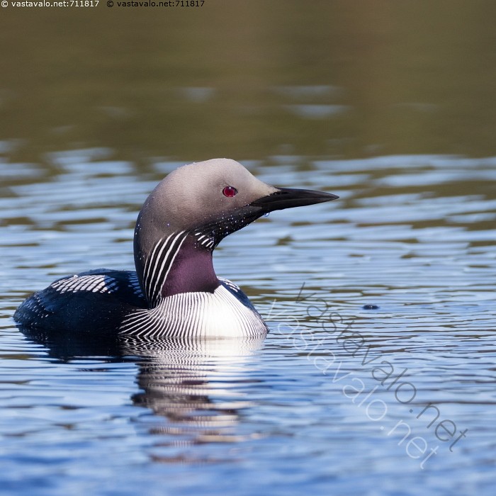 Kuva: Kuikka - kuikka Gavia arctica suurikokoinen kuikkalintu ...