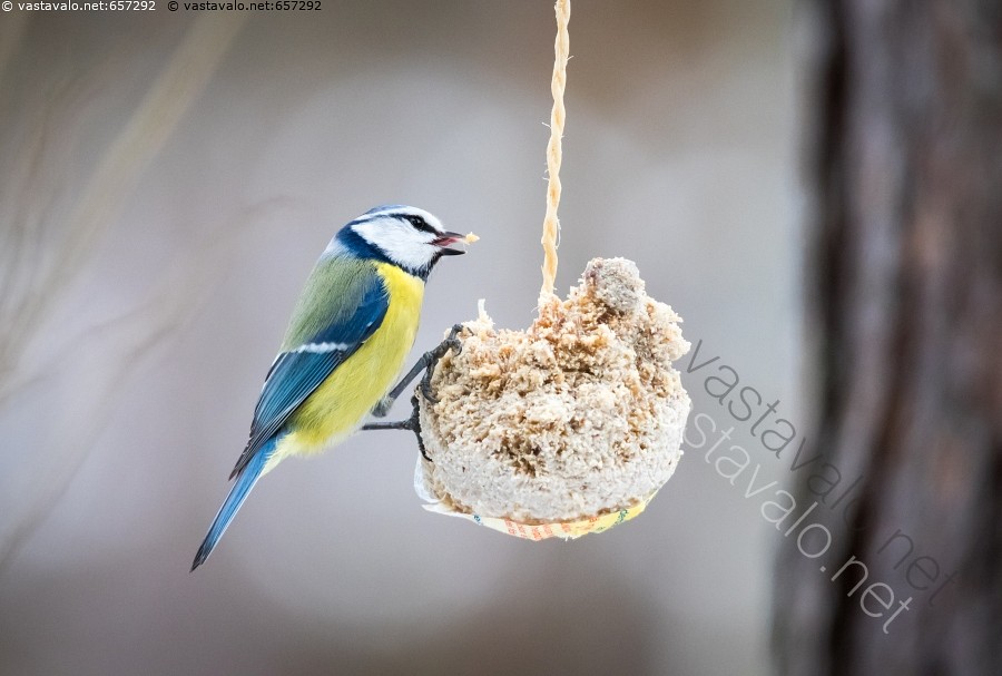 Kuva: Syömässä - sinitiainen lintu pikkulintu pieni syö syömässä ...
