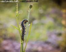 Kuva: Juotikas ja vesiötökkä - juotikas mato toukka ötökkä vesiötökät ...