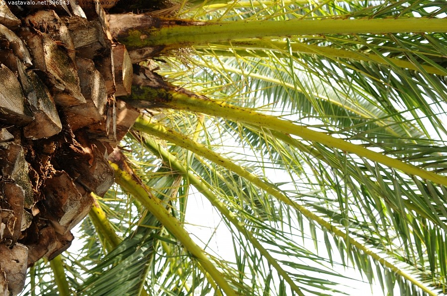 Kuva: Palmu - palmu Teneriffa lämpö puu palmunlehdet ranta loma etelä ...