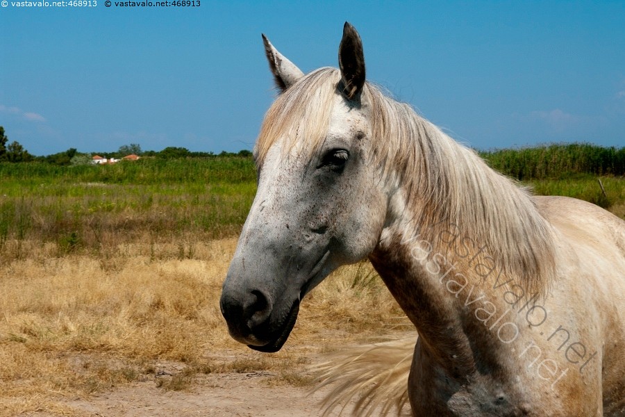 Kuva: Hevonen laitumella - Kreikka Thassos hevonen laidun kuiva vihreä ...
