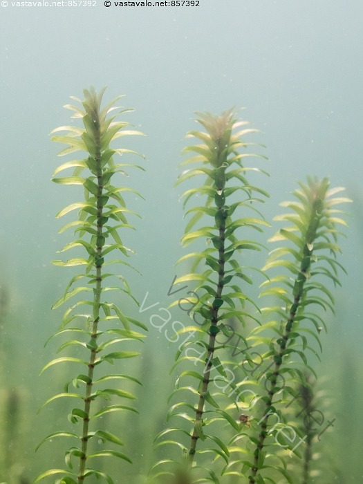 Kuva: Vesiruton latvat - vesirutto Elodea canadensis kanadanvesirutto ...