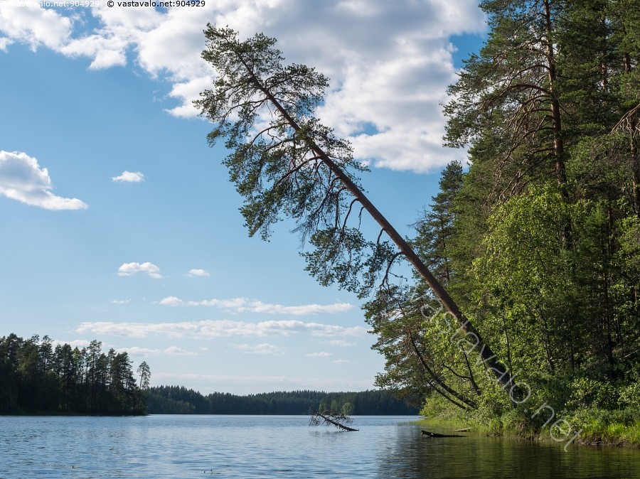 Kuva: Rantamänty kallellaan - ranta rannalla metsä rantametsä puu ...