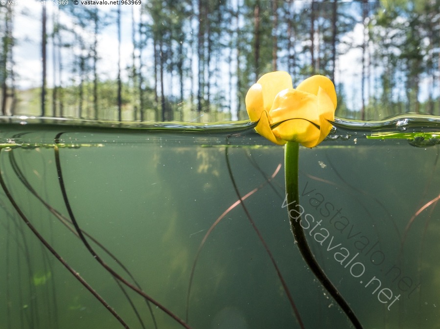 Kuva: Ulpukka - ulpukka ulpukan kukka Nuphar lutea vesikasvi varsi ...