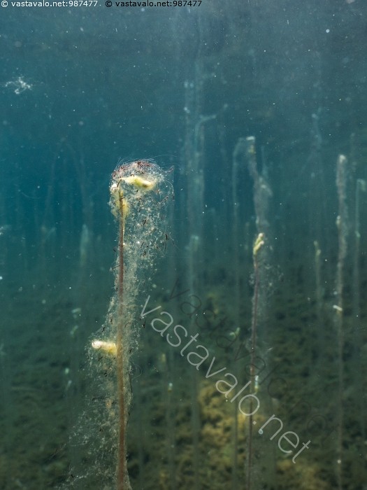 Kuva: Lampipolyypit nuottaruoholla - lampipolyyppi polttiaiseläin ...