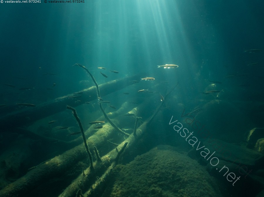 Kuva: Mutu valokeilassa - mutu mudut mutuparvi Phoxinus kala kalat ...