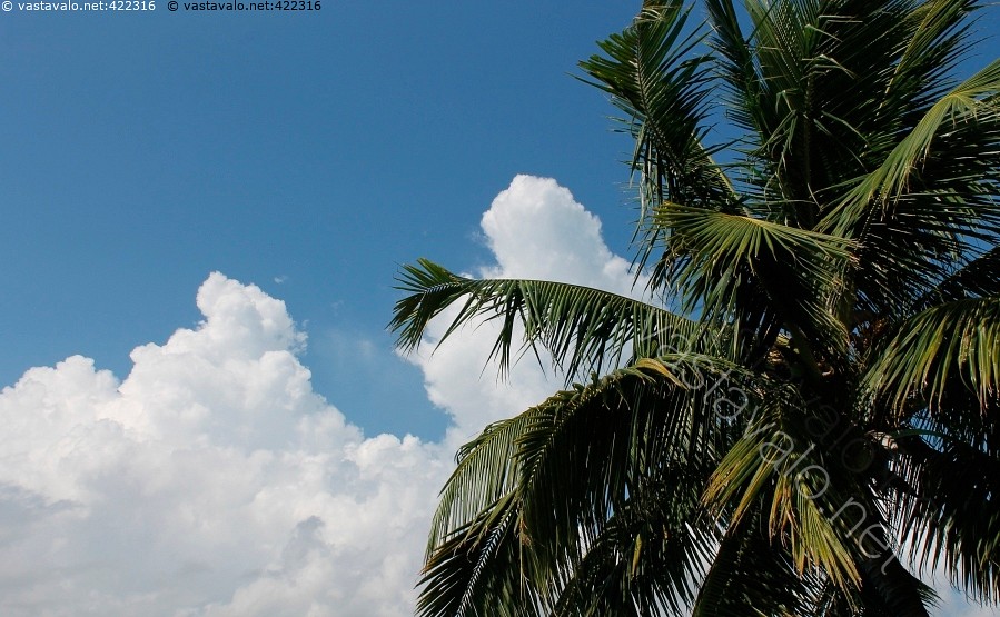 Kuva: Tropiikki - tropiikki lämpö loma matkailu pilvi taivas palmu puu ...
