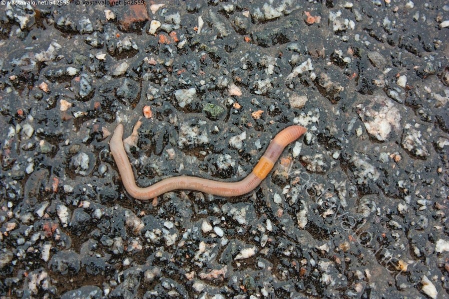 Kuva: Kastemato kastumassa - mato kastemato onkimato kasteliero liero ...