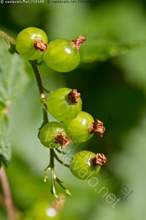 Kuva: Viinimarja - Viinimarja marja pensas syötävä vihreä raaka raakile ...