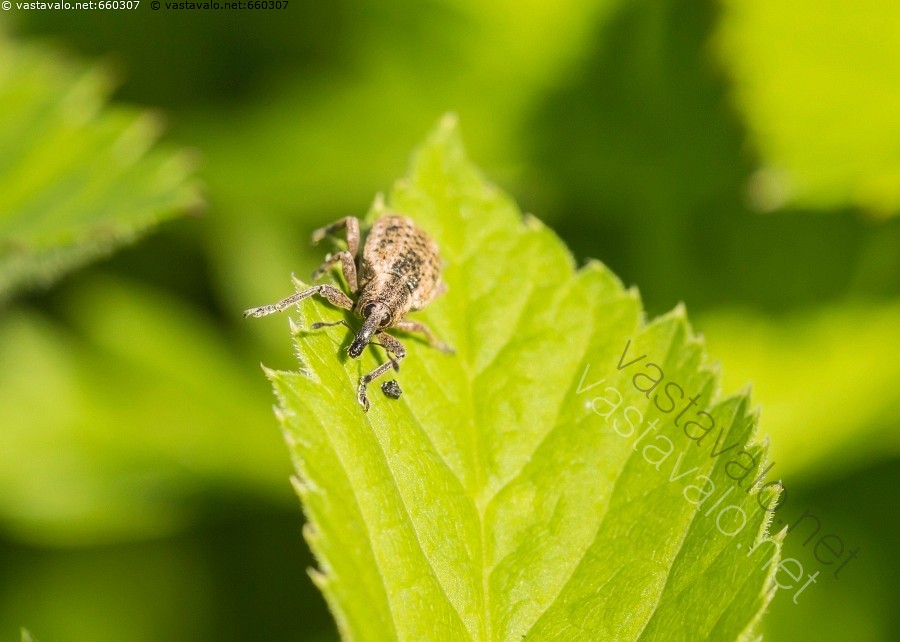 Kuva: Kärsäkäs ja kakkakasa - Hypera adspersa kärsäkäs kärsäkkäät ...