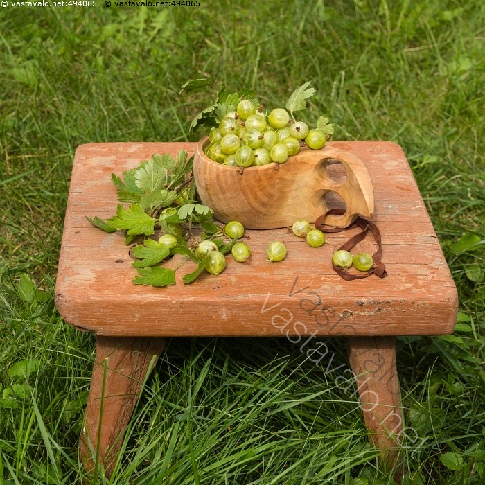 Kuva: Kuksan täydeltä karviaisia - karviaismarja karviainen karviaiset ...