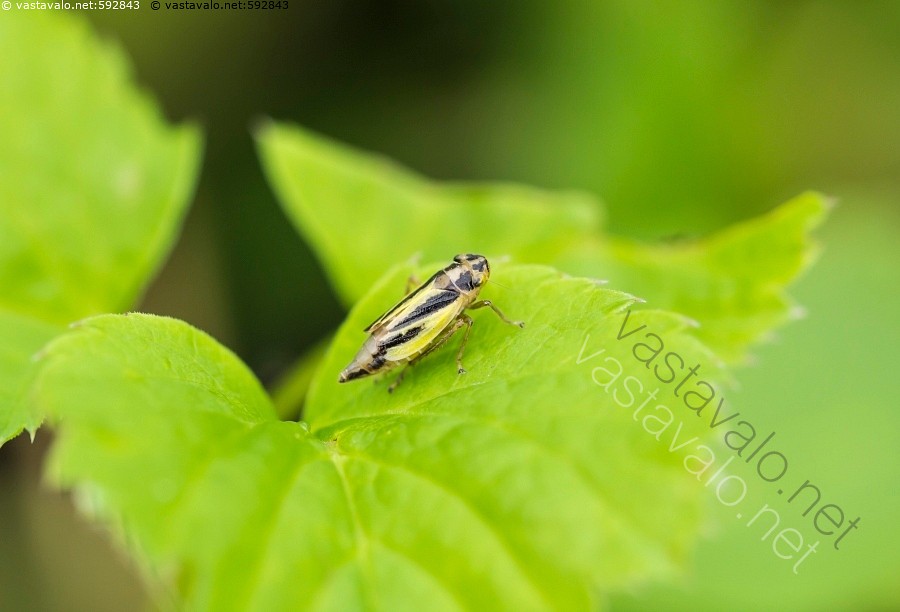 Kuva: Keltamusta kaskas lehdellä - kaskas Evacanthus interruptus ...