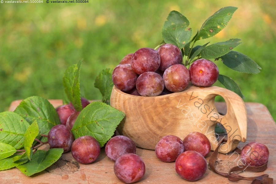 Kuva: Kuksan täydeltä luumuja - luumu luumut luumuja Prunus domestica ...
