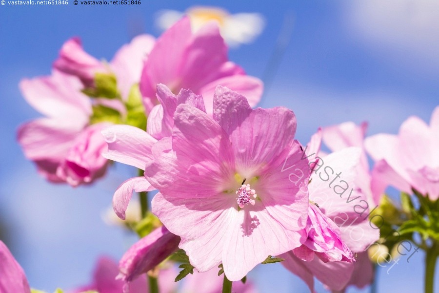 Kuva: Malvat kukassa - malva malvat monivuotinen perenna suurikokoinen ...