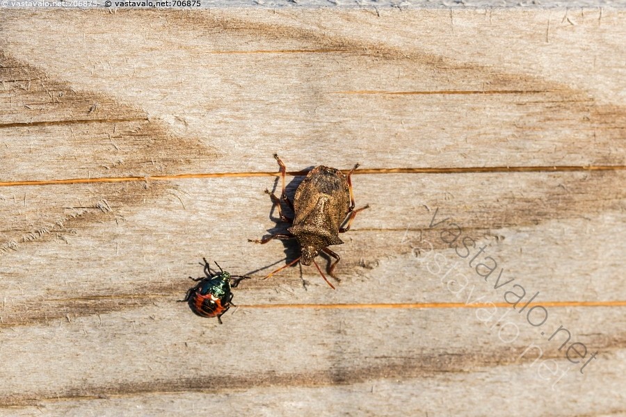 Kuva: Luteet sovussa - piikkilude Picromerus bidens lude luteet peto ...