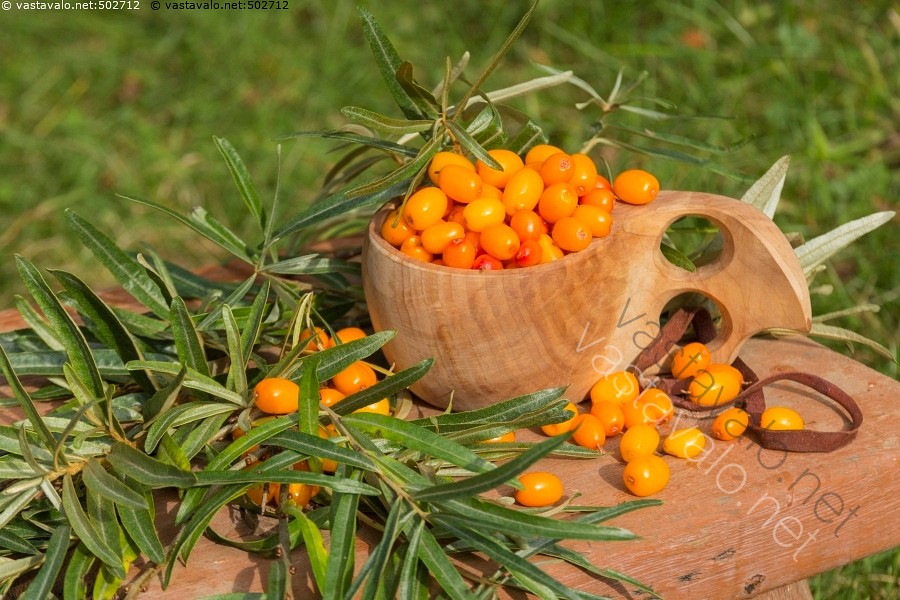 Kuva: Kuksan täydeltä tyrnimarjoja - tyrni Hippophae rhamnoides ...