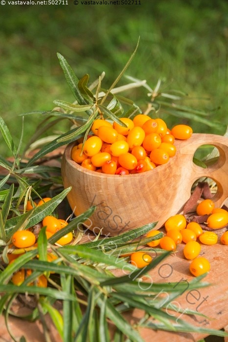 Kuva: Kuksan täydeltä tyrnimarjoja - tyrni Hippophae rhamnoides ...