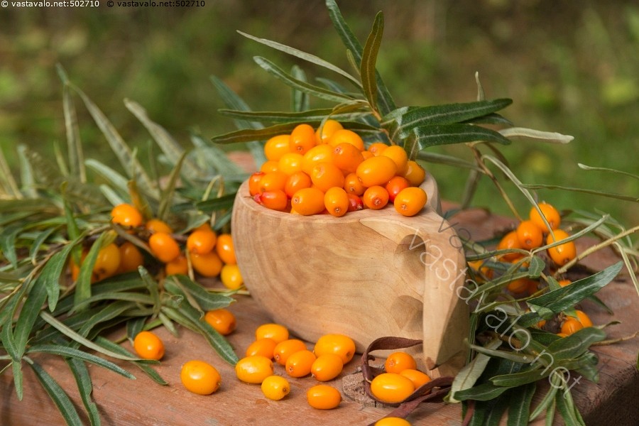 Kuva: Kuksan täydeltä tyrnimarjoja - kuksa tyrni oranssi tyrnimarja ...