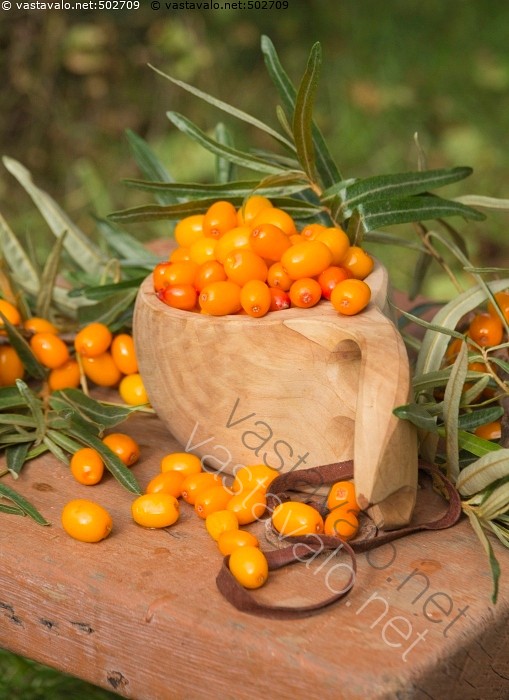 Kuva: Kuksan täydeltä tyrnimarjoja - tyrni Hippophae rhamnoides ...