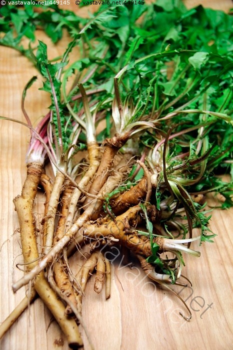 Kuva: Voikukkaa talven varalle - Voikukka Taraxacum officinale ...