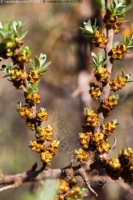 Kuva: Tyrnin emikukintoja (Hippophae rhamnoides) - Hippophae rhamnoides ...