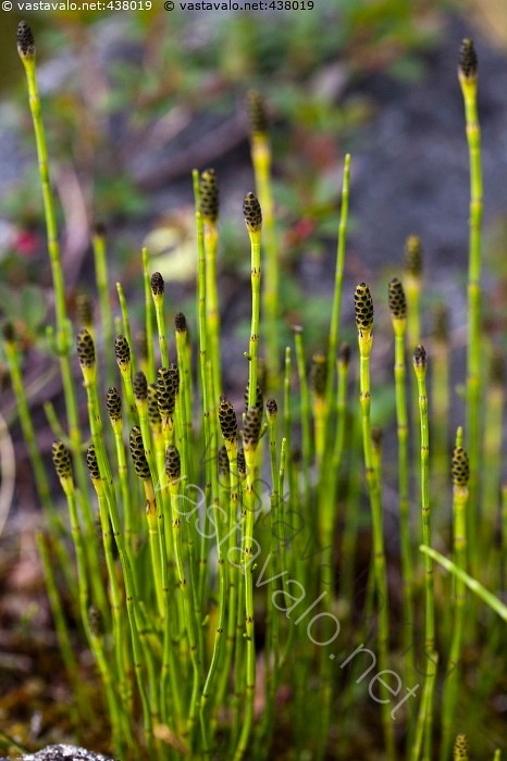 Kuva: Suokorte (Equisetum palustre) - Equisetum itiötähkä kukat kukka ...