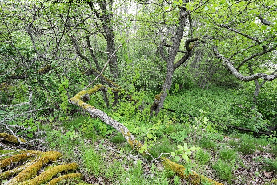 Kuva: Lehtometsä rannikolla - Alnus glutinosa Populus tremula haapa ...