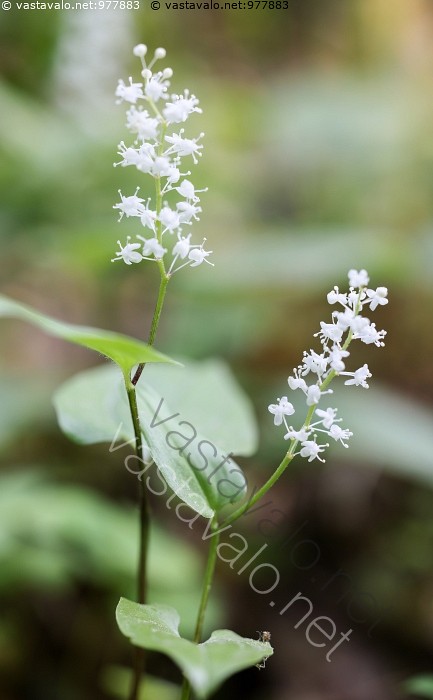 Kuva: Oravanmarja - Maianthemum bifolium hede heteet kasvi kasvit ...