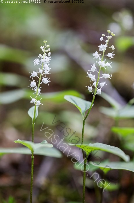 Kuva: Oravanmarja - Maianthemum bifolium hede heteet kasvi kasvit ...