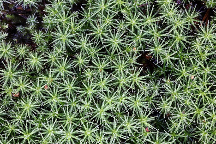 Kuva: Kangaskarhunsammal (Polytrichum juniperinum) - Polytrichum ...