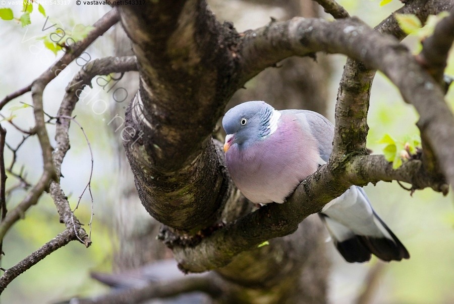 Kuva: Sepelkyyhky (Columba palumbus) - Columba palumbus kevät lintu ...