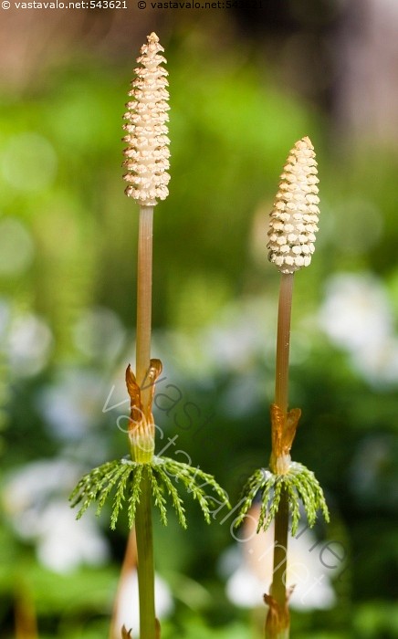 Kuva: Metsäkortteen itiöpesäkkeitä (Equisetum sylvaticum) - Equisetum ...