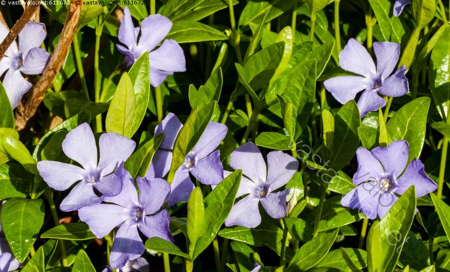 Kuva: Pikkutalvio (Vinca minor) - Vinca minor kasvi kasvit lehdet lehti ...