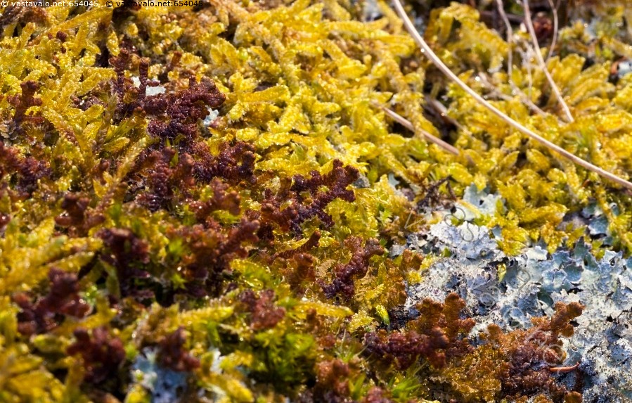 Kuva: Isokorallisammal (Ptilidium ciliare) - Hypnum cupressiforme ...