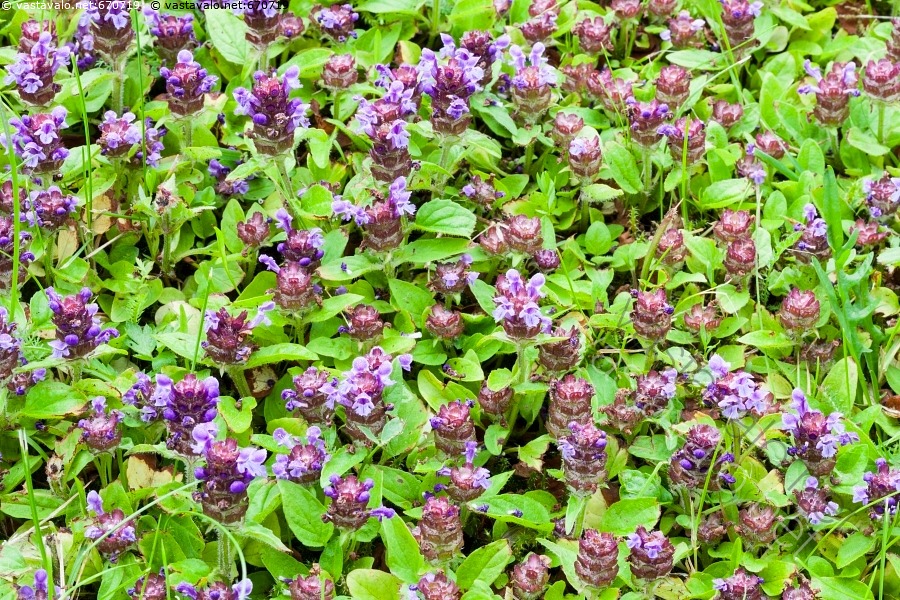 Kuva: Niittyhumala (Prunella vulgaris) kasvusto - niittyhumala Prunella ...