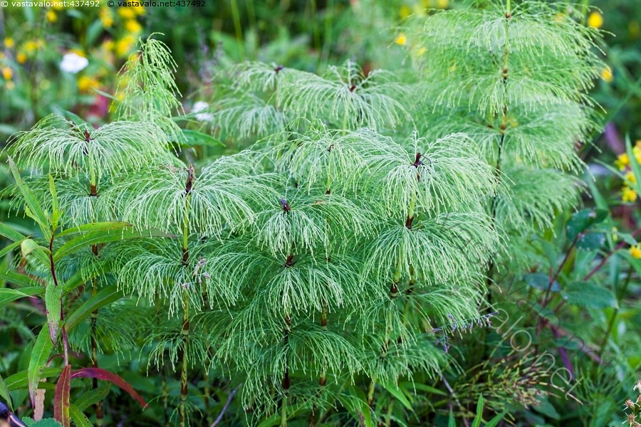 Kuva: Metsäkorte (Equisetum sylvaticum) - Equisetum kasvi kasvit korte ...