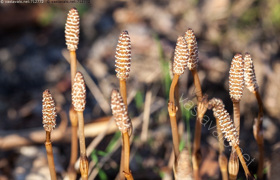 Kuva: Peltokortteen itiötähkiä (Equisetum arvense) - Equisetum arvense ...