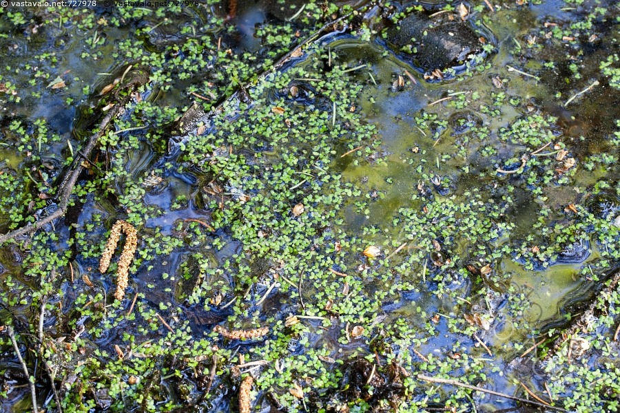 Kuva: Pikkulimaska kasvusto (Lemna minor) - Lemna minor kasvi kasvit ...