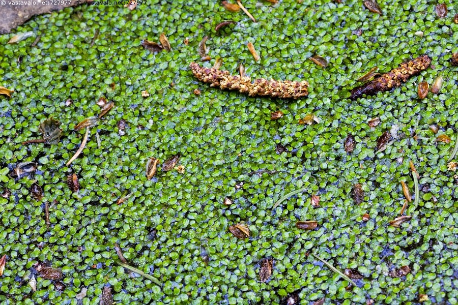 Kuva: Pikkulimaska kasvusto (Lemna minor) - Lemna minor kasvi kasvit ...