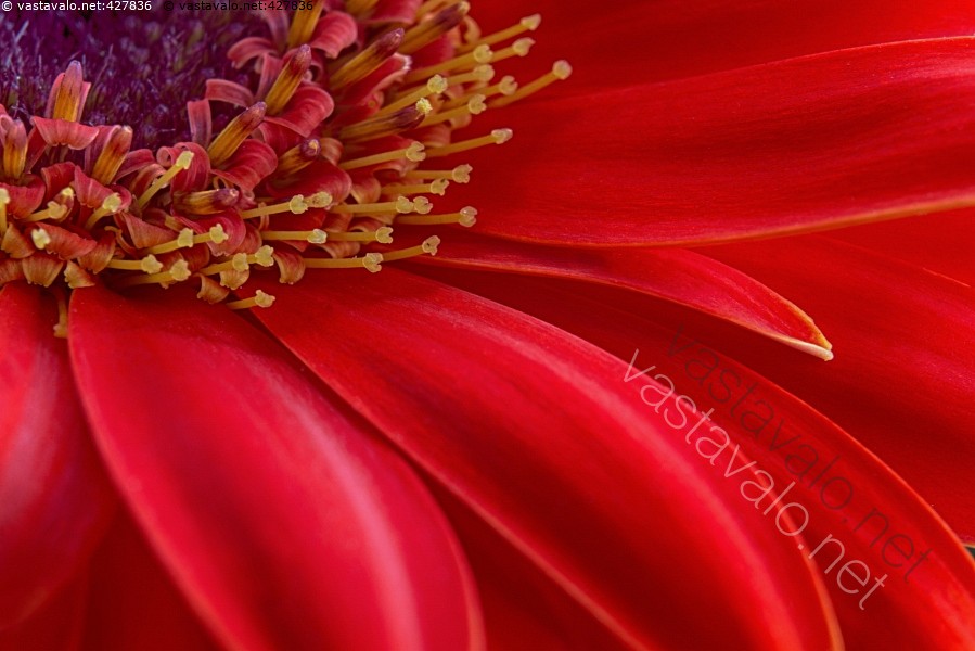 Kuva: Kukka - kukka emi hede punainen kasvi sisus terälehti gerbera ...