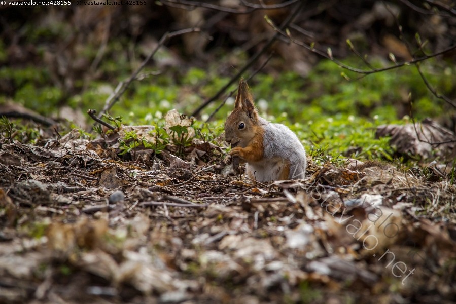 Kuva: Kurre - orava kurre harmaa poikanen ruskea peto silmä metsä ...