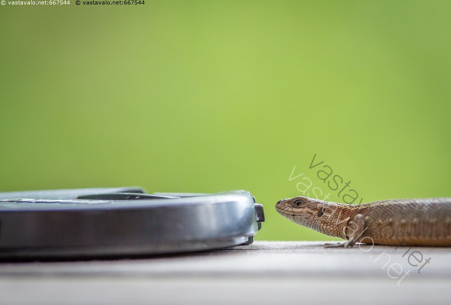 Kuva: Sisilisko ja linssinsuojus - Zootoca vivipara sisilisko matelija ...