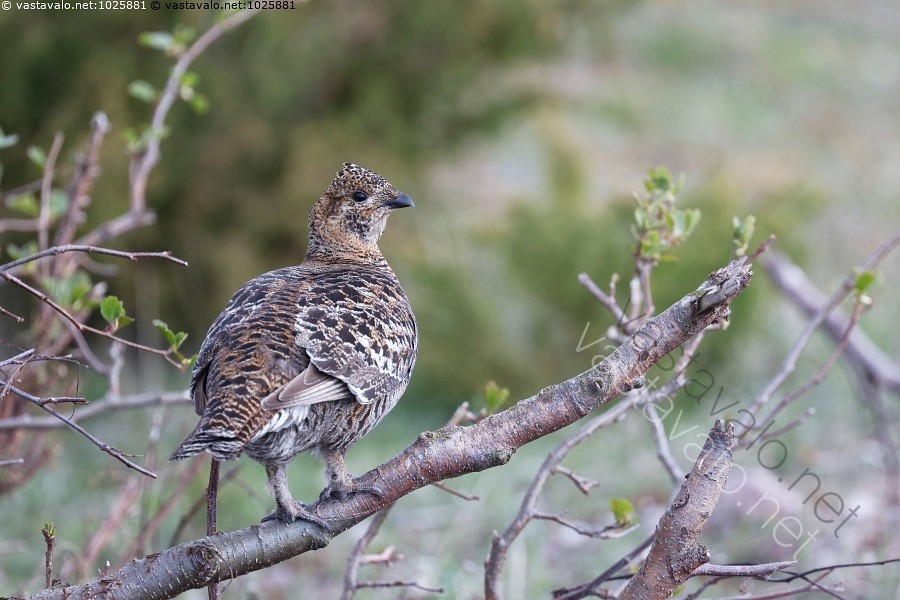 Kuva: Teeri - Lyrurus Tetrao tetrix teeri teerinaaras naaras kanalintu ...