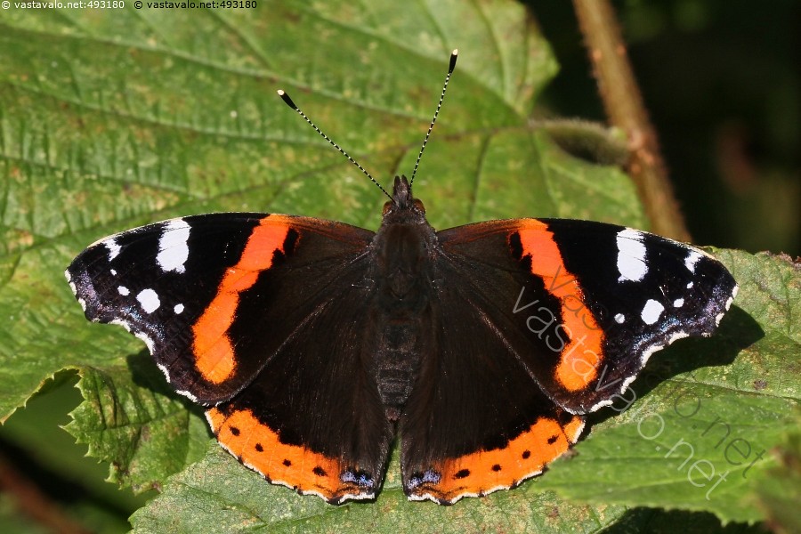 Kuva: Amiraali - Vanessa atalanta amiraaliperhonen päiväperhonen ...