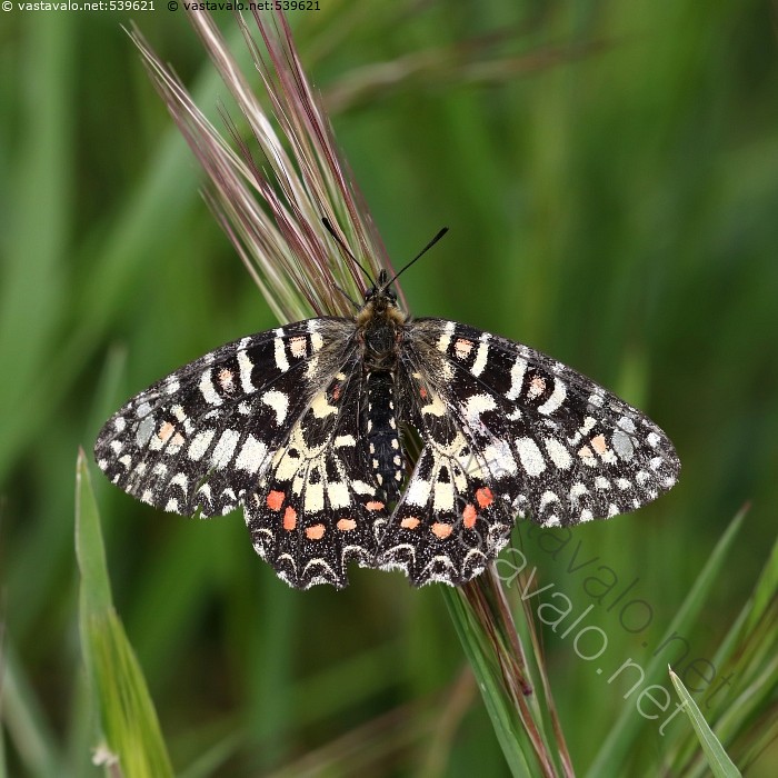 Kuva: Espanjankirjoapollo - Zerynthia rumina Espanjankirjoapollo ...