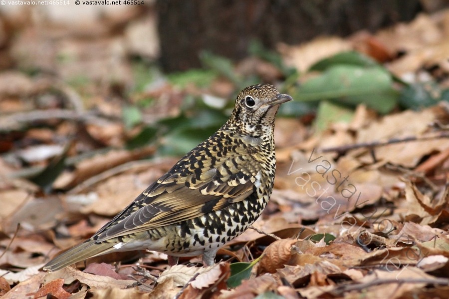 Kuva: Kirjorastas - Zoothera aurea iso suuri isokokoinen rastas ...