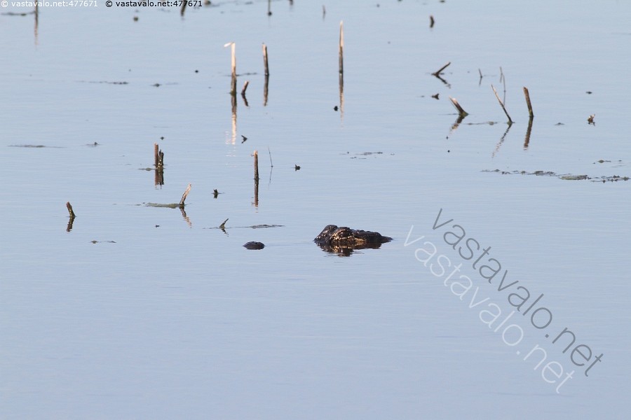 Kuva: Vaara vaanii - Alligator mississippiensis ...