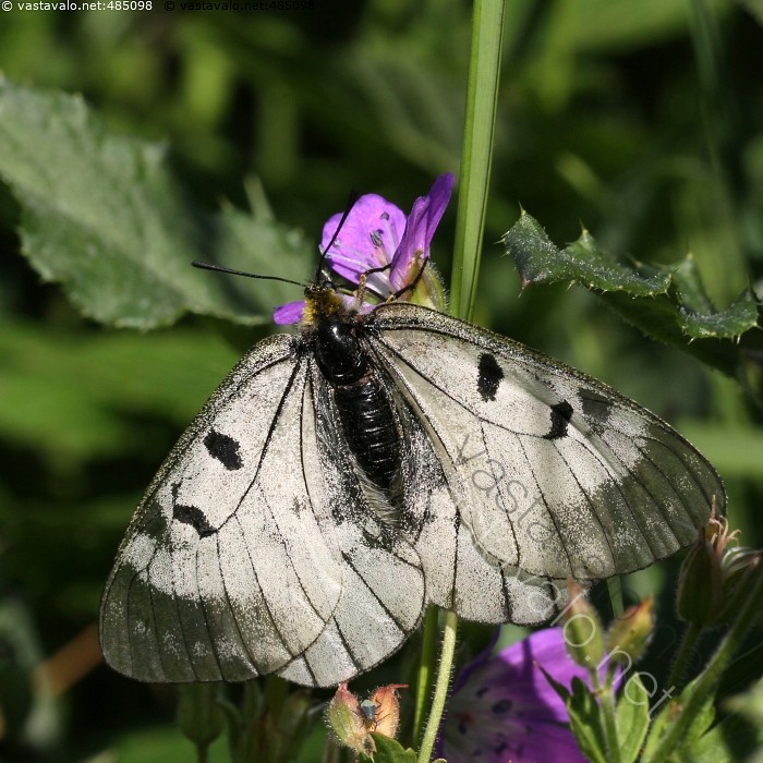Kuva: Pikkuapollo - Parnassius mnemosyne harvinainen perhonen ...