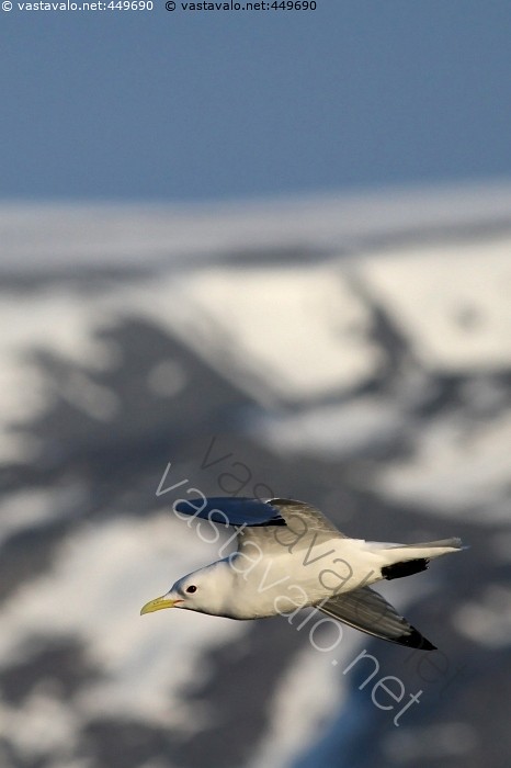 Kuva: Pikkukajava - Rissa tridactyla lokki lokkilintu rantalintu vanha ...