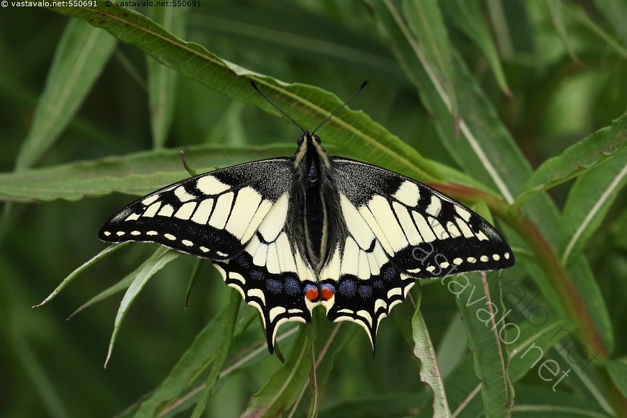 Kuva: Ritariperhonen - Papilio machaon ritariperhonen suuri iso ...